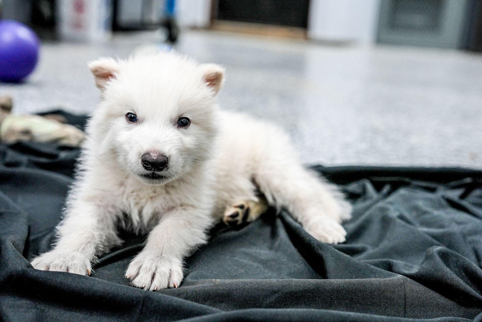 From Dire Wolves to Red Wolves: How De-Extinction Technology Can Save ...